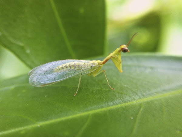 Mantidfly | Project Noah