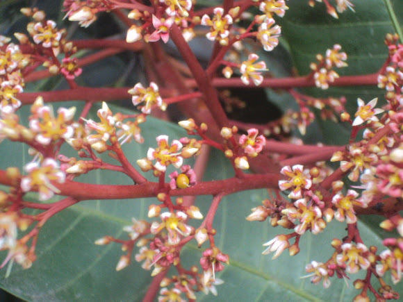 Mango Blossoms | Project Noah