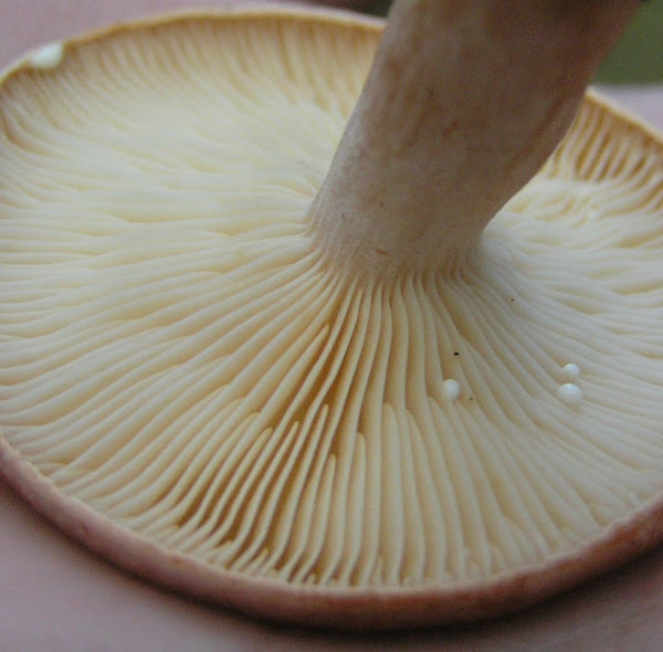 Red hot milk cap | Project Noah