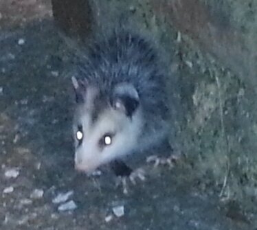 Juvenile Virginia Opossum | Project Noah