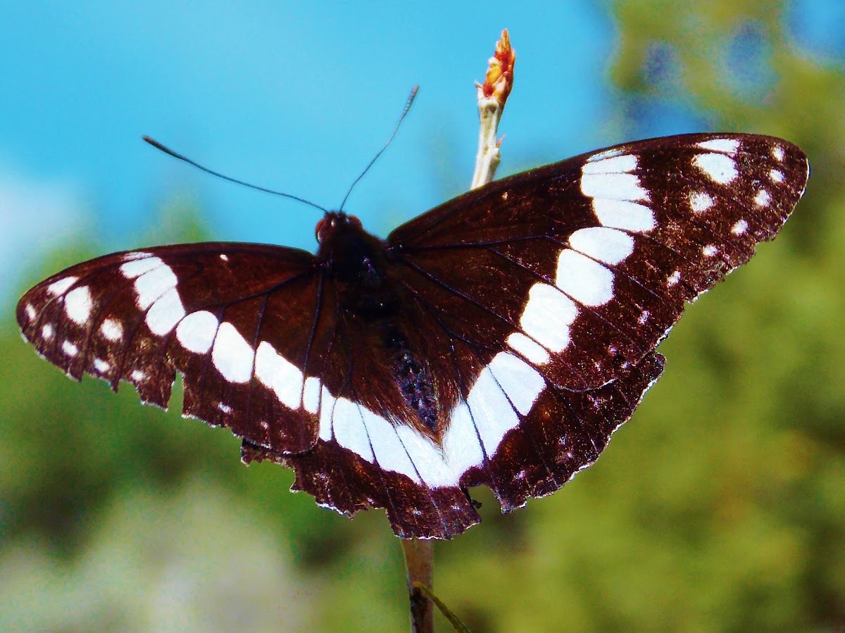 Weidemeyer's Admiral | Project Noah