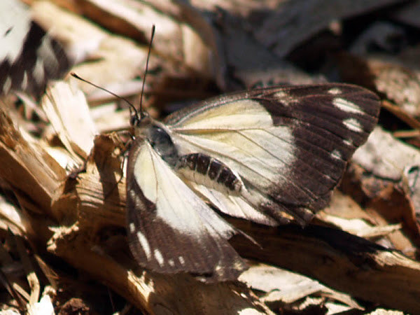 Caper White | Project Noah