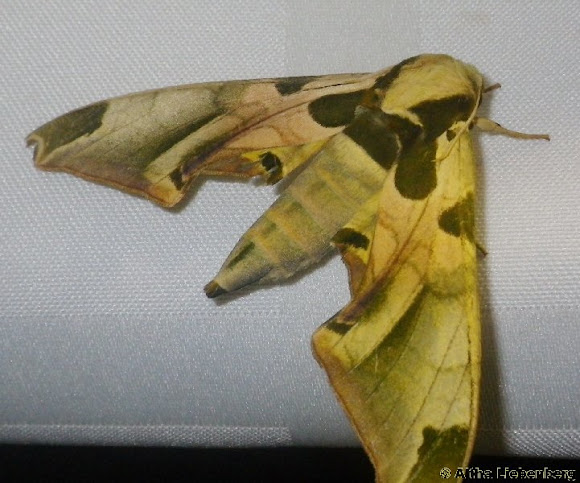 Hawk moth | Project Noah