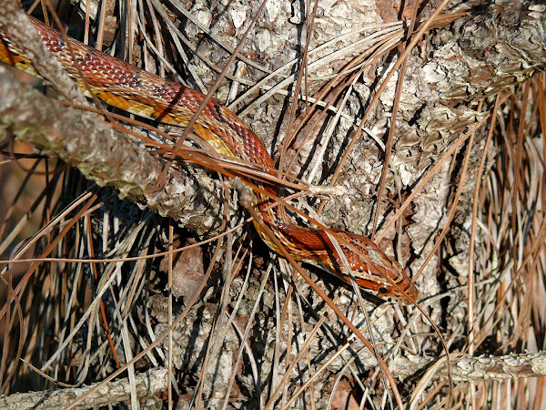 Corn snake | Project Noah
