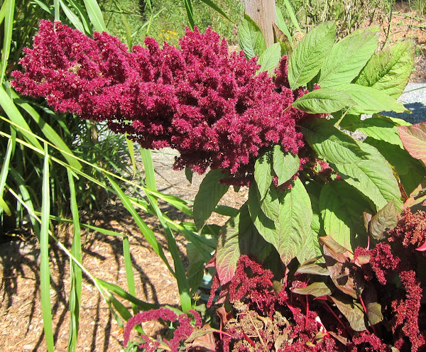 Red Amaranth | Project Noah