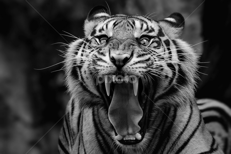 Roaring Tiger Black And White