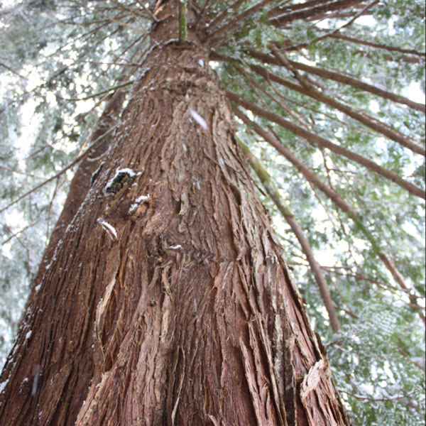 Western red cedar | Project Noah