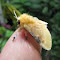 Southern flannel moth | Project Noah
