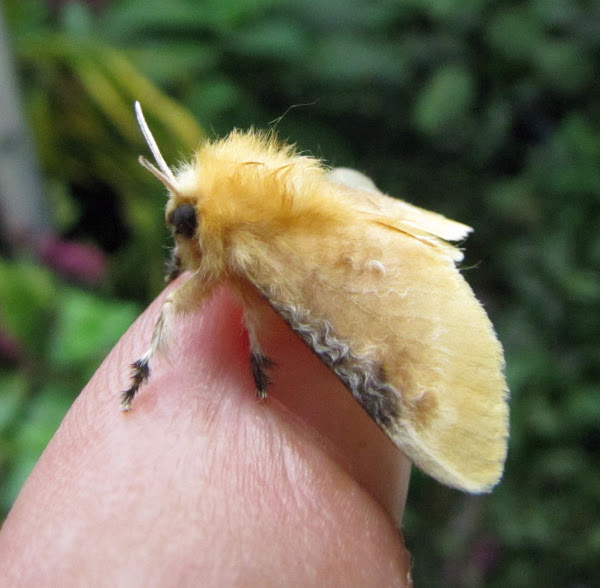 Southern flannel moth | Project Noah