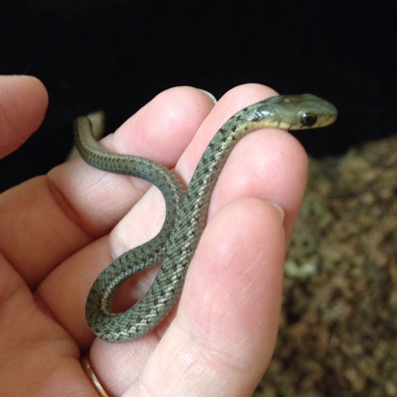 Maritime garter snake | Project Noah
