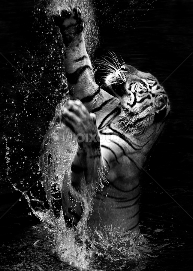 White Tiger Jumping Out Of Water