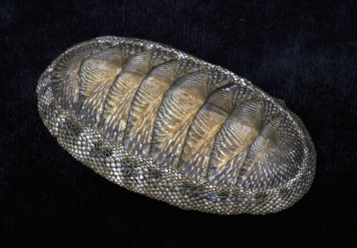 West Indian Green Chiton, Chiton tuberculatus - Paul Callomon/ANS ...
