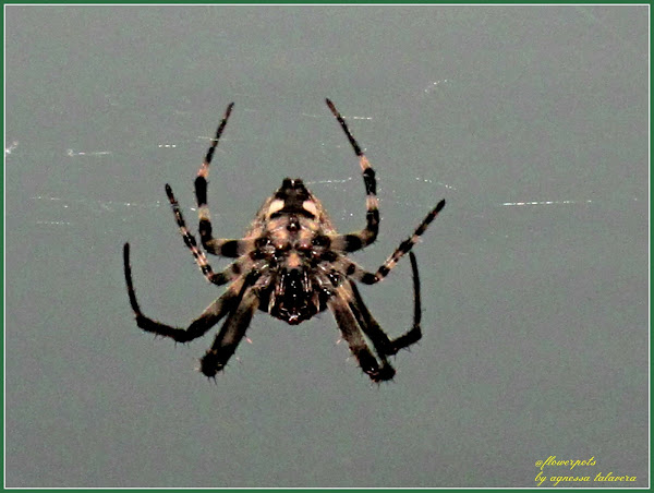 Brown Sailor Spider | Project Noah