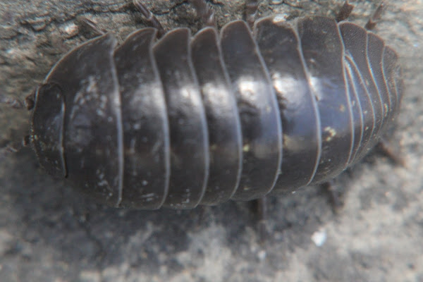 Pill Bug | Project Noah