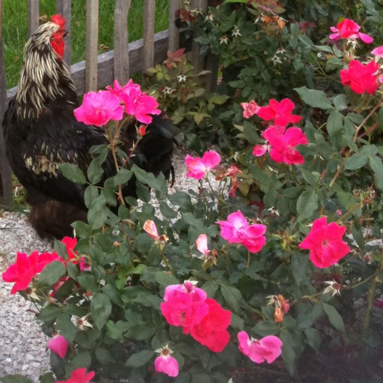 Rooster | Project Noah