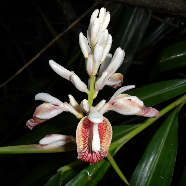 Snap ginger | Project Noah