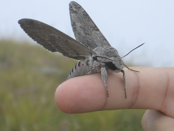 Moth (Falena) | Project Noah