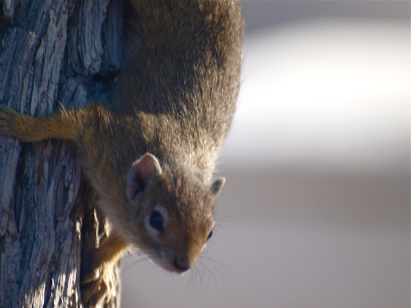 Mutable sun squirrel | Project Noah