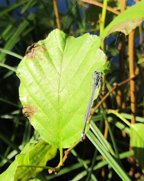 Southern Damselfly | Project Noah