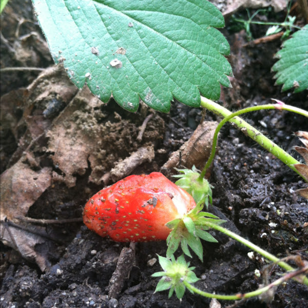 Strawberry | Project Noah