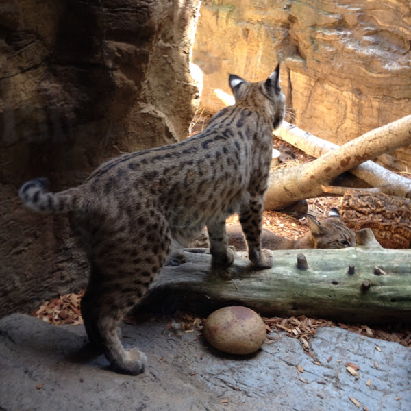 Bobcat | Project Noah