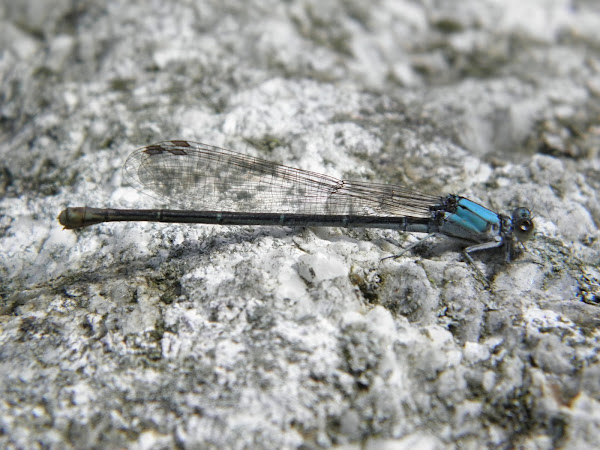 Blue-fronted Dancer | Project Noah