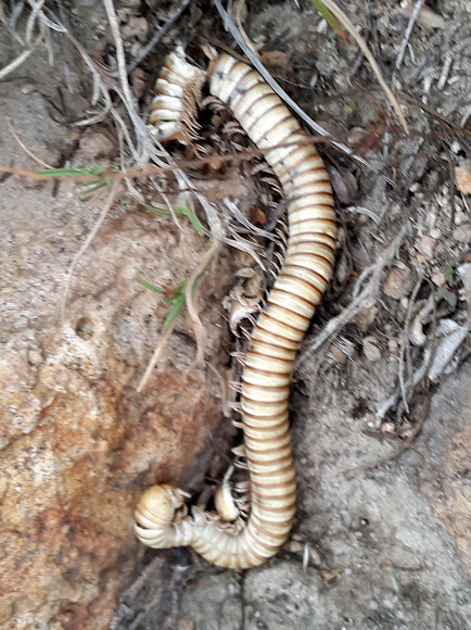 Millipede skeleton | Project Noah