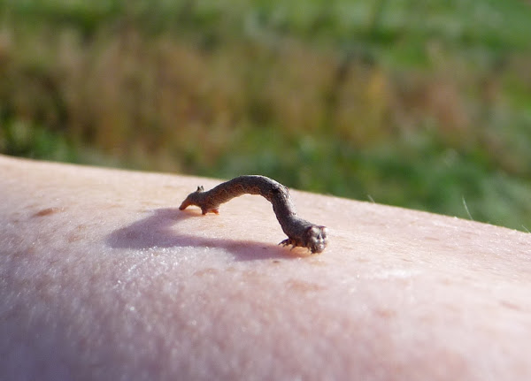 inchworm, geometer moth caterpillar | Project Noah