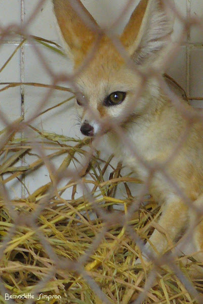 Fennec Fox | Project Noah