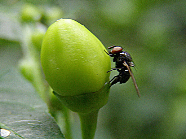 Mosca del Chile | Project Noah