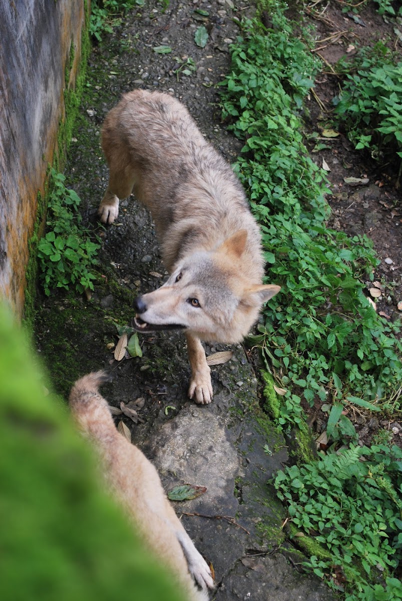 himalayan wolf | Project Noah