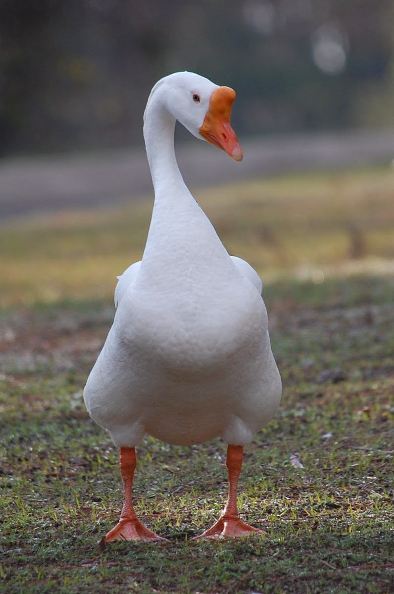 White Chinese Goose | Project Noah