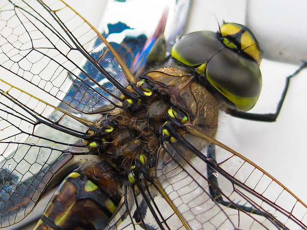 Australian Emperor Dragonfly | Project Noah