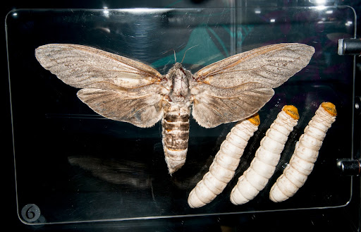 Witchetty Moth and grubs - Natural Sciences Collection — Google Arts ...