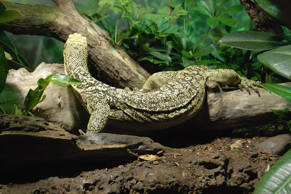 Quince monitor | Project Noah