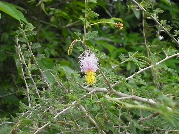 Sickle Bush | Project Noah