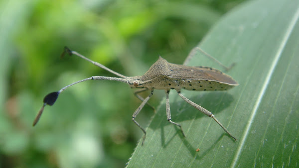 Coreid bug | Project Noah