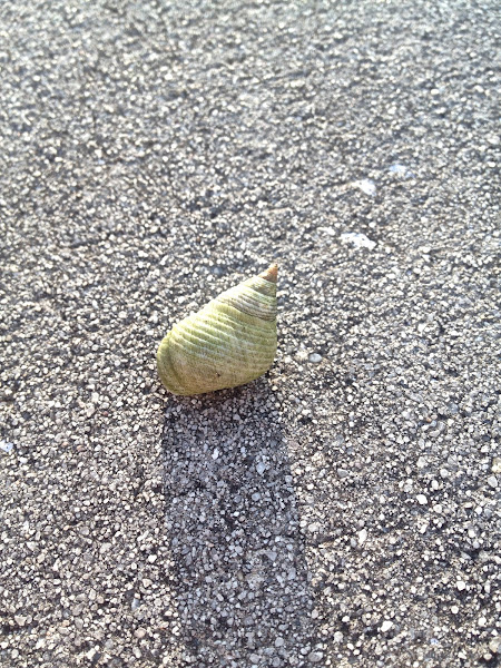 Marsh Periwinkle | Project Noah