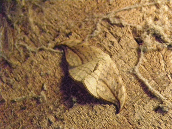 Arched Hooktip Moth | Project Noah