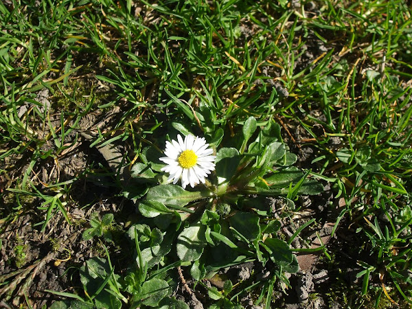 Common daisy | Project Noah