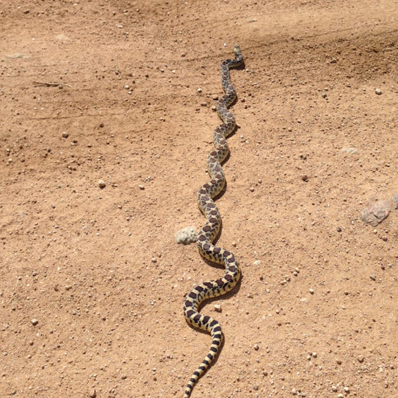 Gopher Snake | Project Noah
