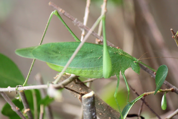 Common True Katydid | Project Noah