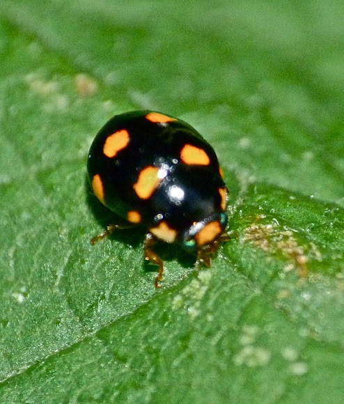 Orange-spotted lady beetle | Project Noah