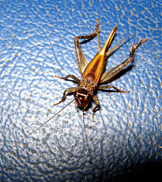 Small cricket | Project Noah