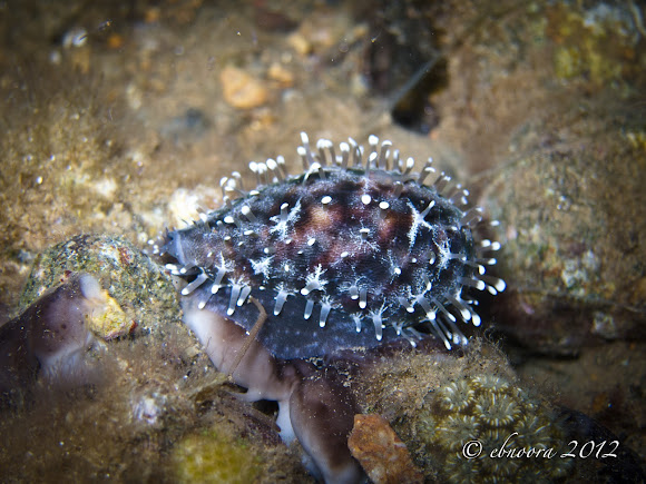 Tiger Cowry | Project Noah