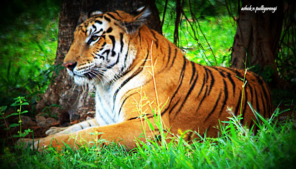 Bengal tiger | Project Noah