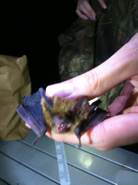 Northern Long-Eared Bat | Project Noah