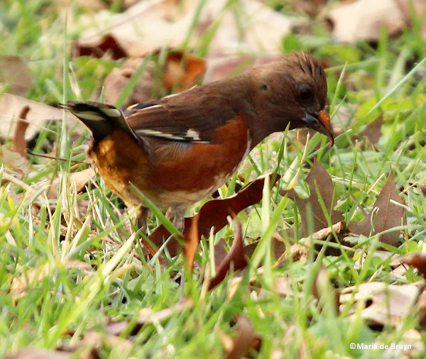 Eastern towhee, female | Project Noah
