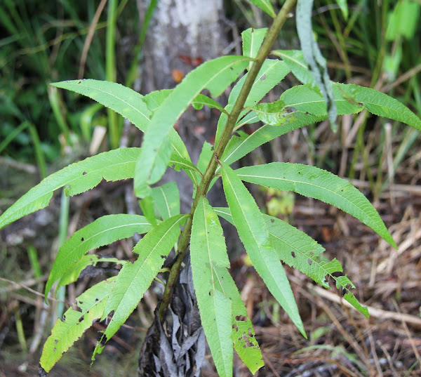 Iron Weed | Project Noah