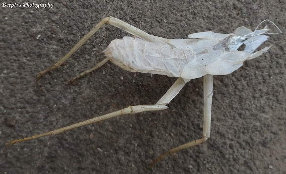 Exoskeleton Moult | Project Noah